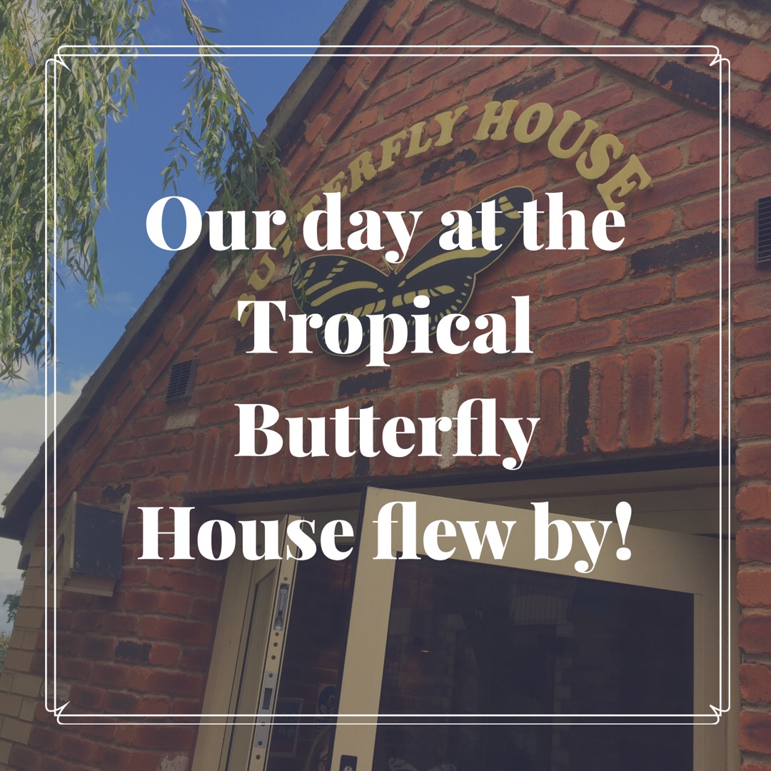 Our day at The Tropical Butterfly House flew by! – Fraser’s Fun House